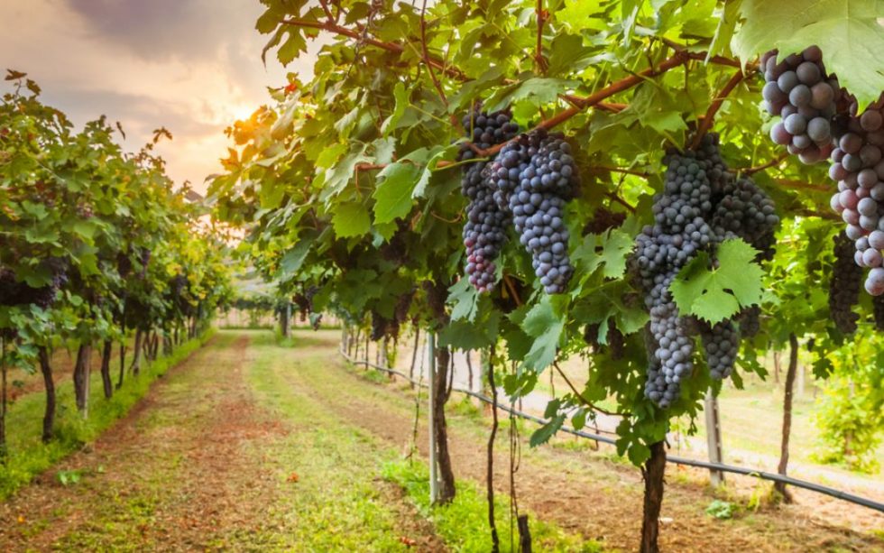 Quanta uva produce una vite? - Cantine di Dolianova