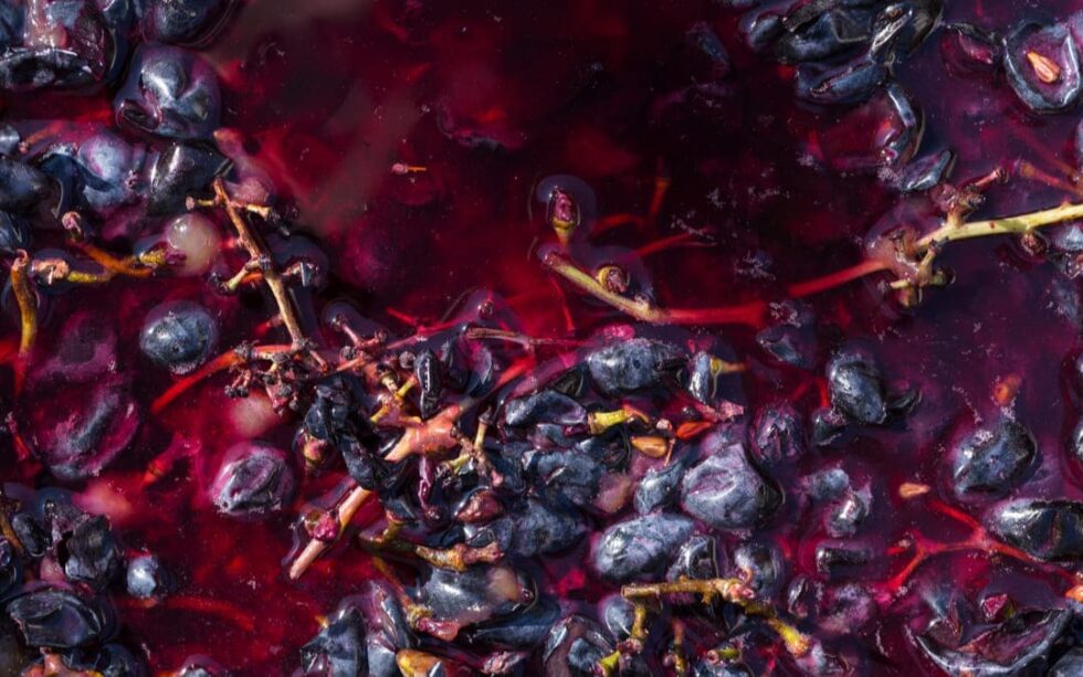 Cosa sono le vinacce? - Cantine di Dolianova