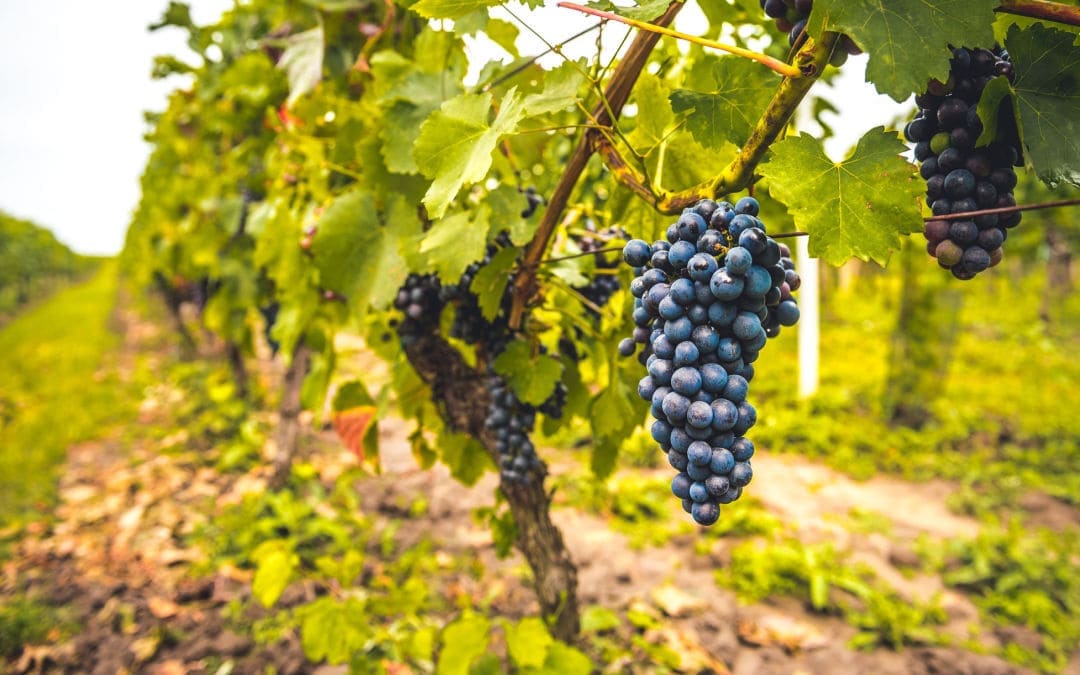 Come adottare un vigneto - Cantine di Dolianova