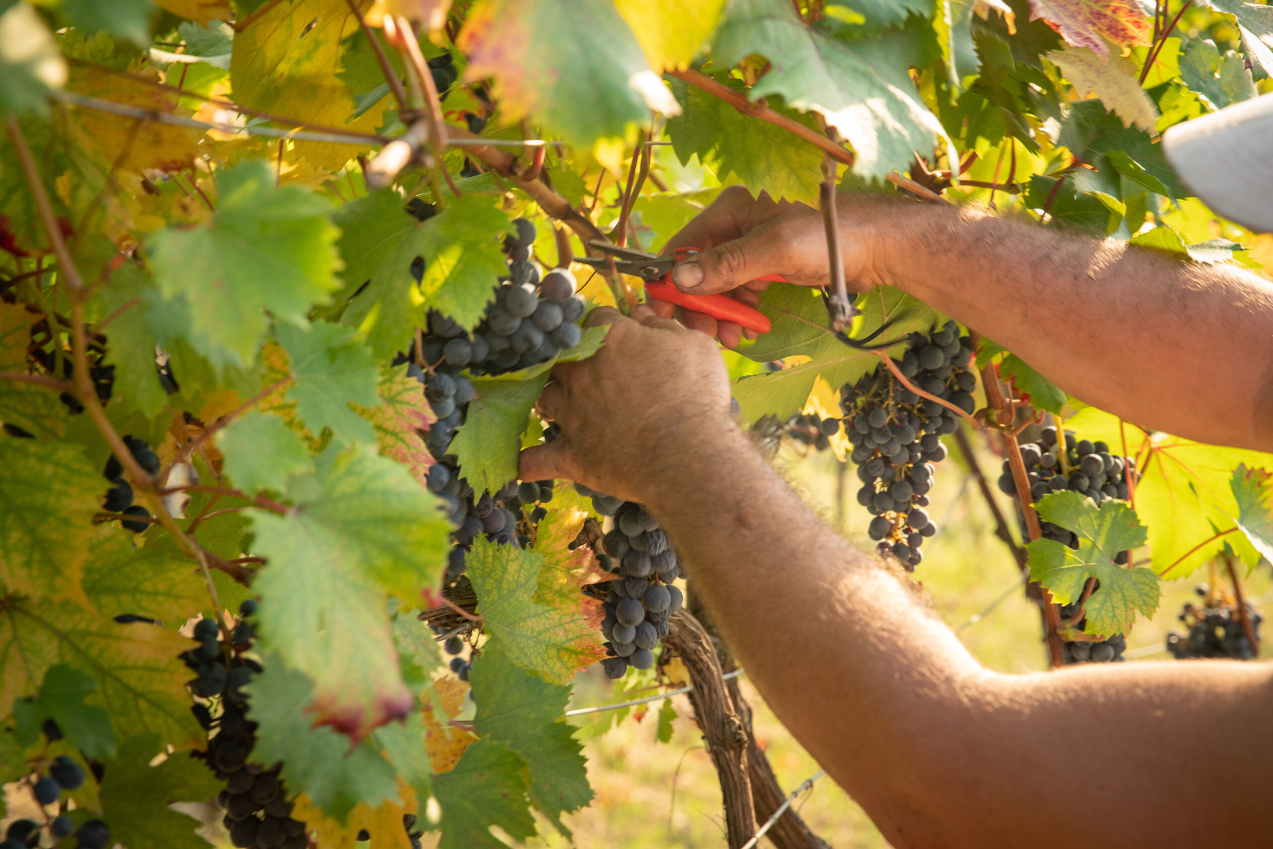 Qual è la filiera del vino? - Cantine di Dolianova
